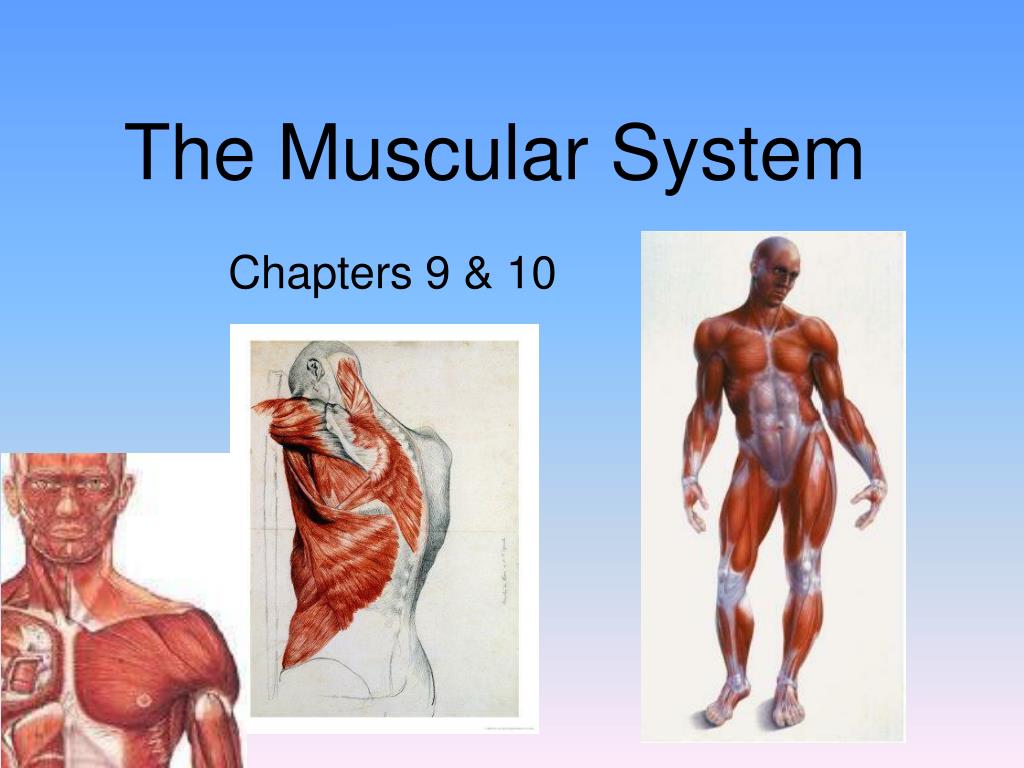 Ppt The Muscular System Powerpoint Presentation Free Download Id