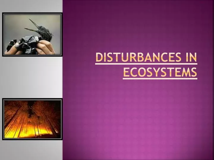 PPT - DISTURBANCES in ECOSYSTEMS PowerPoint Presentation, free download ...