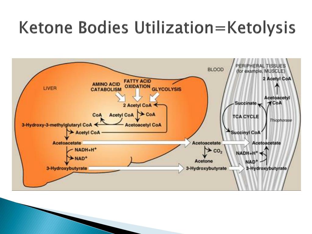 PPT - Diabetic Ketoacidosis (DKA) PowerPoint Presentation, free ...