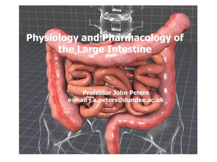 PPT - Physiology and Pharmacology of the Large Intestine PowerPoint ...