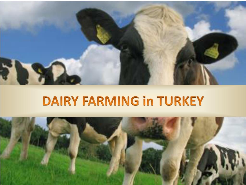 PPT - THE TURKISH DAIRY INDUSTRY HASAN GİRENES – Yaşar Group, Turkey ...