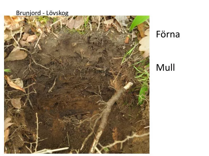 PPT - Brunjord - Lövskog PowerPoint Presentation, free download - ID ...
