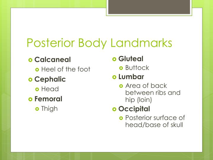 PPT - Anatomical Position, Directions, Regions , Planes, Cavities ...