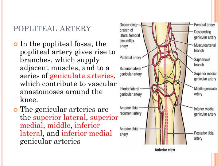 PPT - Popliteal fossa PowerPoint Presentation - ID:2075446 PPT - Popliteal fossa PowerPoint Presentation - ID:2075446