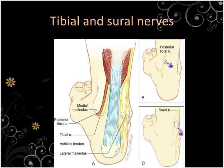 PPT - Ankle block PowerPoint Presentation - ID:2075464