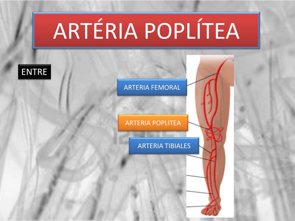 PPT - SISTEMA DE LA ARTERIA ILIACA EXTERNA PowerPoint Presentation ...