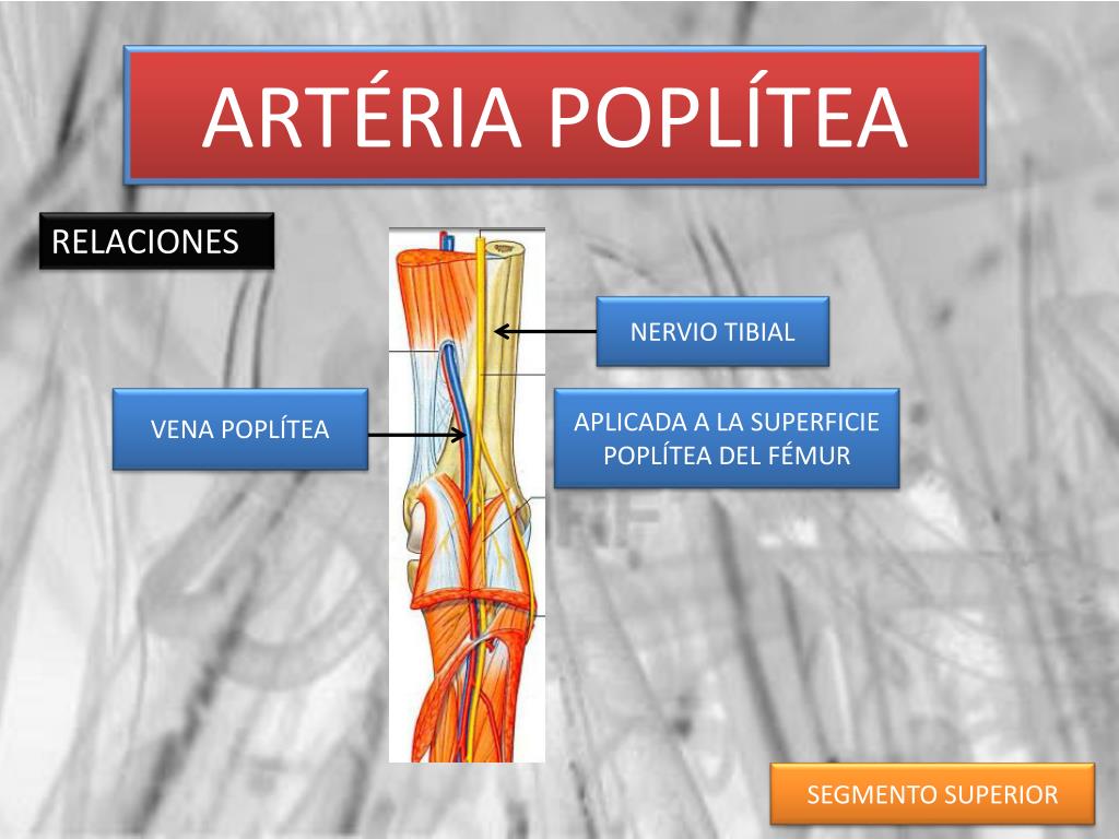 PPT - SISTEMA DE LA ARTERIA ILIACA EXTERNA PowerPoint Presentation ...