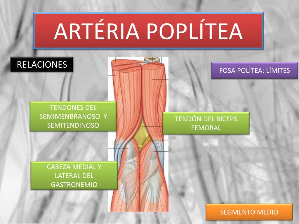 Arteria Poplitea