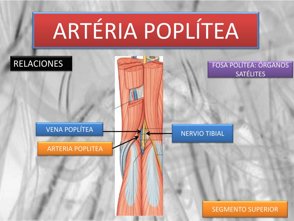 PPT - SISTEMA DE LA ARTERIA ILIACA EXTERNA PowerPoint Presentation ...