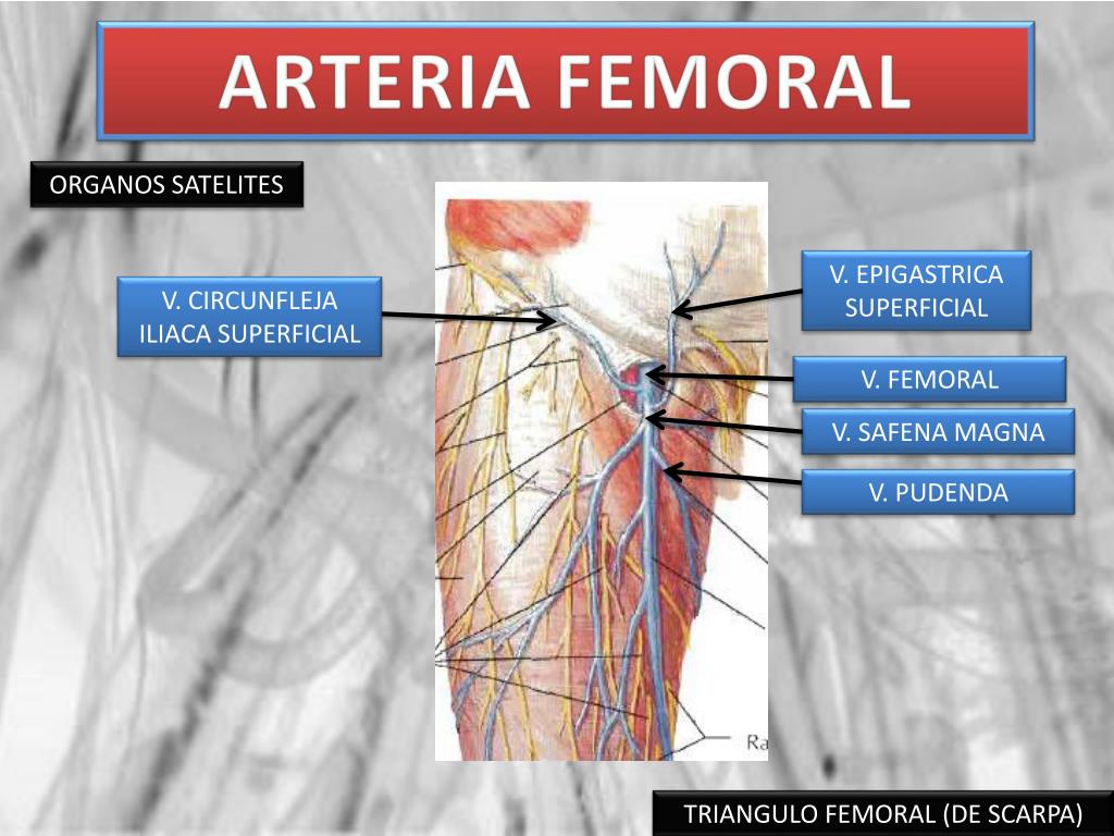 PPT - SISTEMA DE LA ARTERIA ILIACA EXTERNA PowerPoint Presentation ...