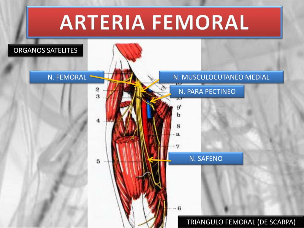 PPT - SISTEMA DE LA ARTERIA ILIACA EXTERNA PowerPoint Presentation ...