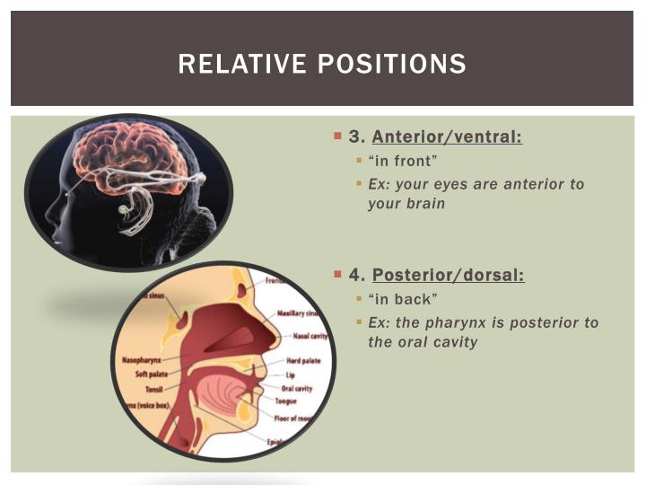 PPT - Anatomical Terminology PowerPoint Presentation - ID:2075780