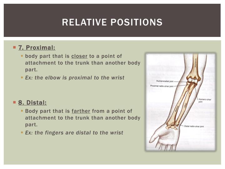 PPT - Anatomical Terminology PowerPoint Presentation - ID:2075780