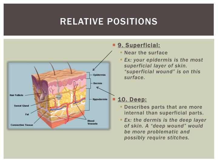 PPT - Anatomical Terminology PowerPoint Presentation - ID:2075780