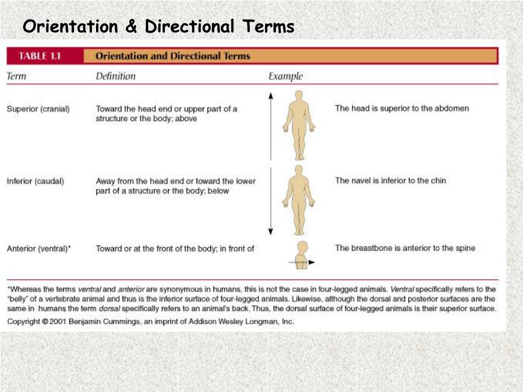 PPT - The Human Body: An Orientation Ch1 PowerPoint Presentation, free ...