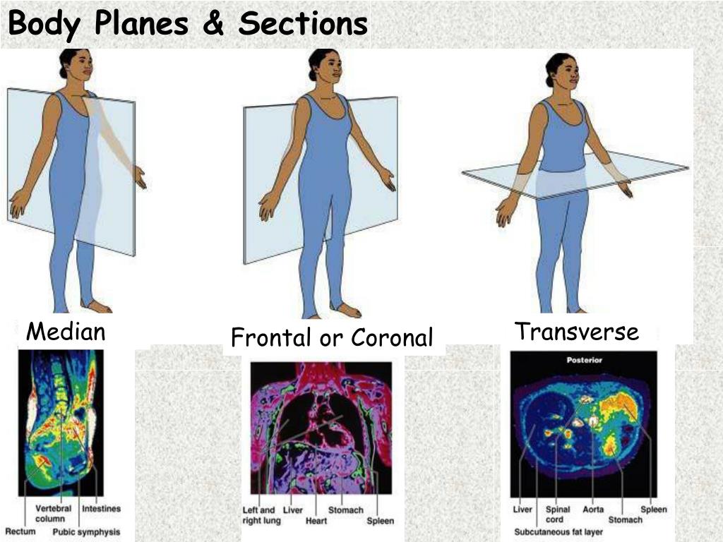 PPT - The Human Body: An Orientation Ch1 PowerPoint Presentation, free ...