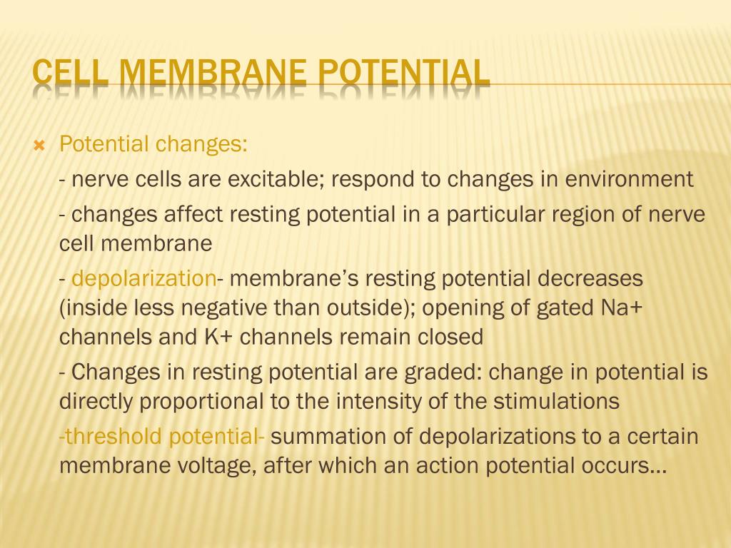 PPT - Understanding the Nervous System: Neurons and Impulses PowerPoint ...