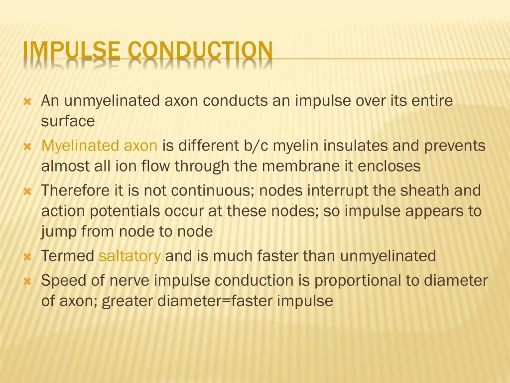PPT - Understanding the Nervous System: Neurons and Impulses PowerPoint ...