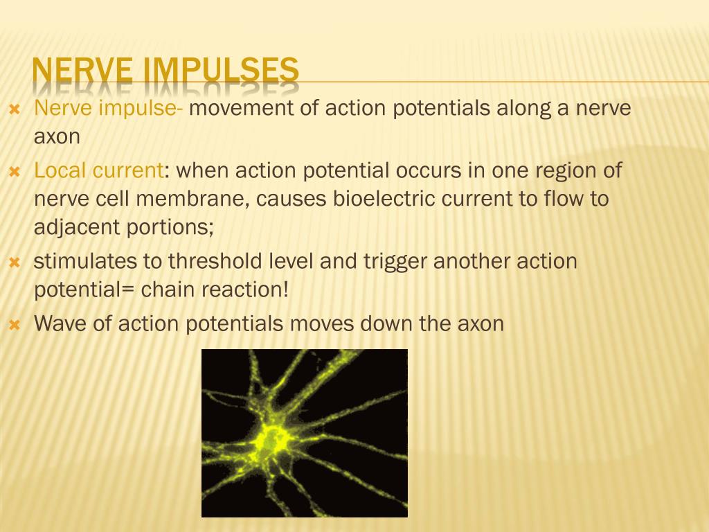 PPT - Understanding the Nervous System: Neurons and Impulses PowerPoint ...