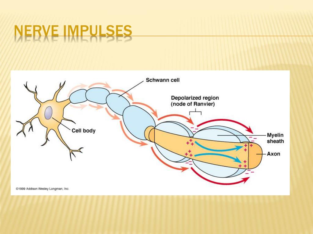 PPT - Understanding the Nervous System: Neurons and Impulses PowerPoint ...