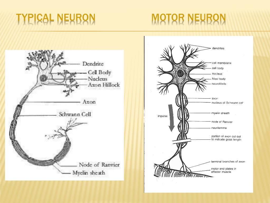 PPT - Understanding the Nervous System: Neurons and Impulses PowerPoint ...