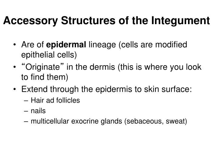 PPT - Integumentary System PowerPoint Presentation - ID:2076008