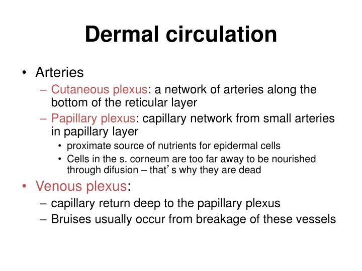 PPT - Integumentary System PowerPoint Presentation - ID:2076008