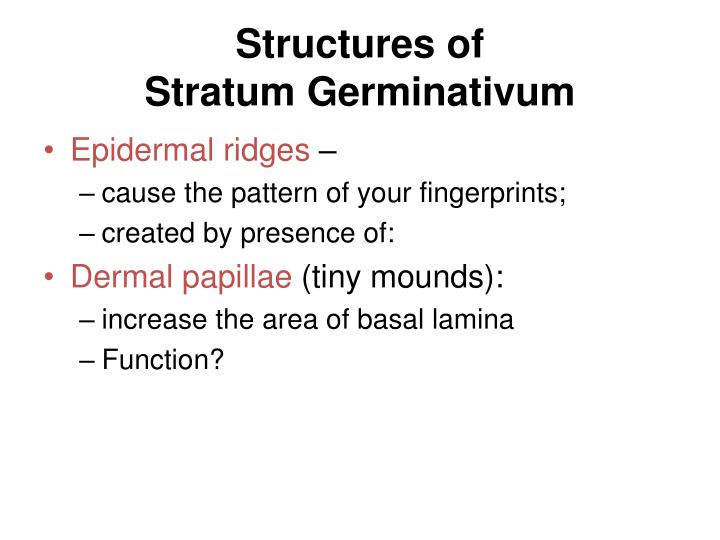PPT - Integumentary System PowerPoint Presentation - ID:2076008