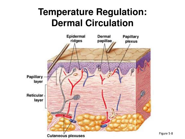 PPT - Integumentary System PowerPoint Presentation - ID:2076008