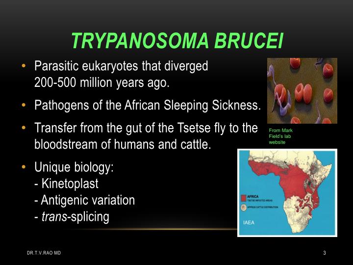 PPT - Trypanosoma brucei PowerPoint Presentation - ID:2076872