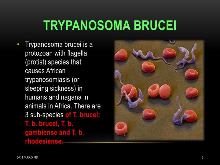 PPT - Trypanosoma brucei PowerPoint Presentation - ID:2076872
