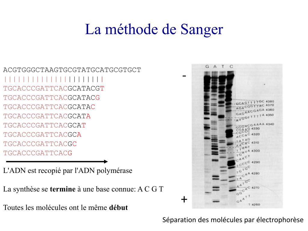 PPT - La génomique, du laboratoire de recherche aux applications ...
