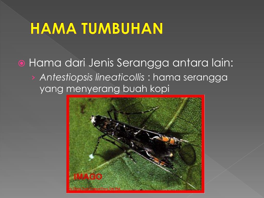PPT - HAMA DAN PENYAKIT PADA TUMBUHAN PowerPoint Presentation, free ...