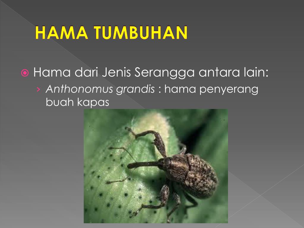 PPT - HAMA DAN PENYAKIT PADA TUMBUHAN PowerPoint Presentation, free ...