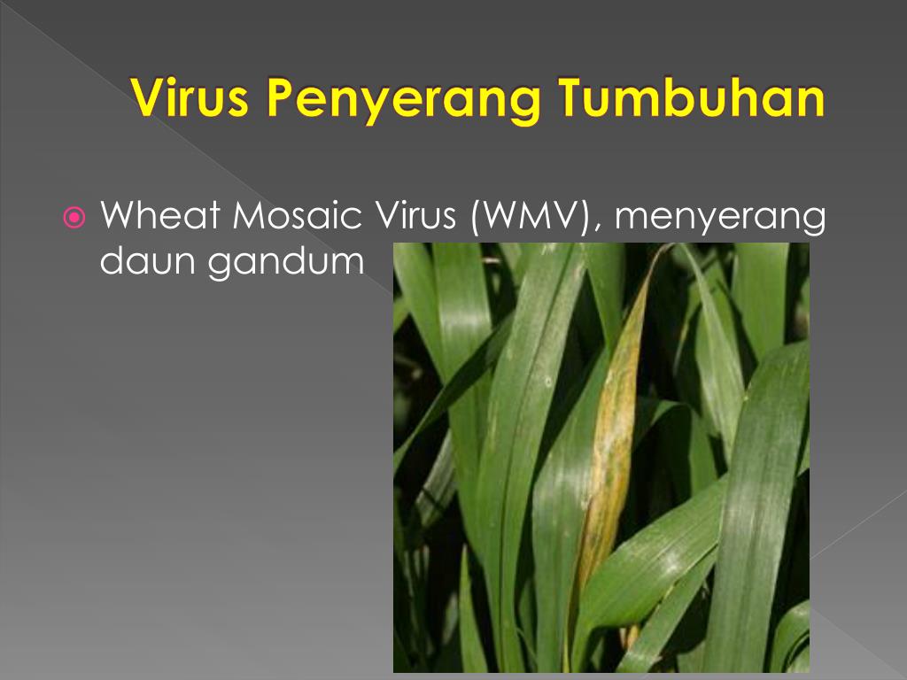 PPT - HAMA DAN PENYAKIT PADA TUMBUHAN PowerPoint Presentation, free ...