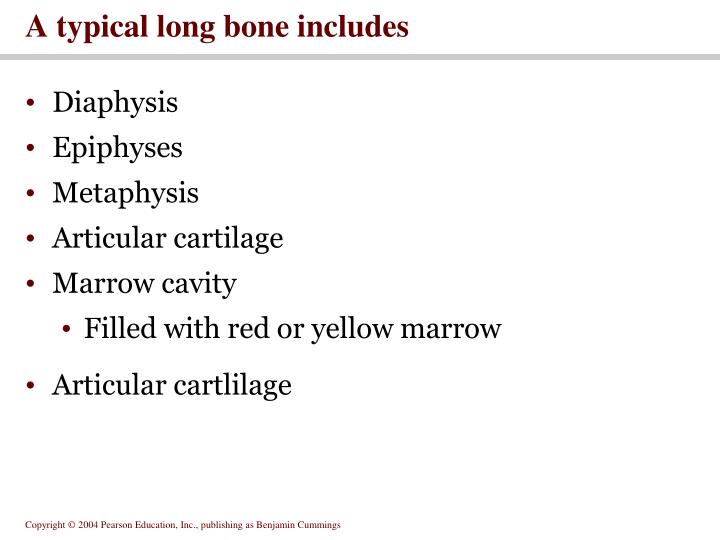 PPT - SECTION 6-1: Introduction to the skeletal system PowerPoint ...