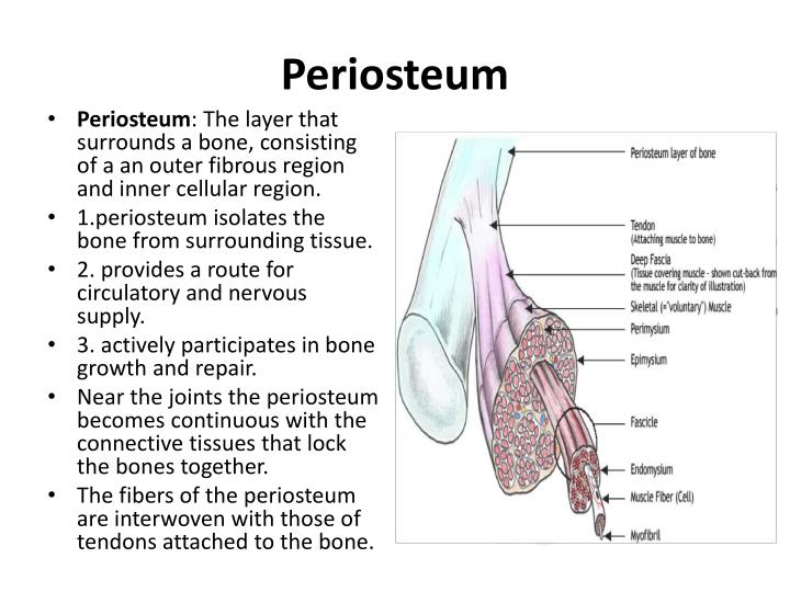 PPT - Bone Structure and Skeletal System PowerPoint Presentation - ID ...