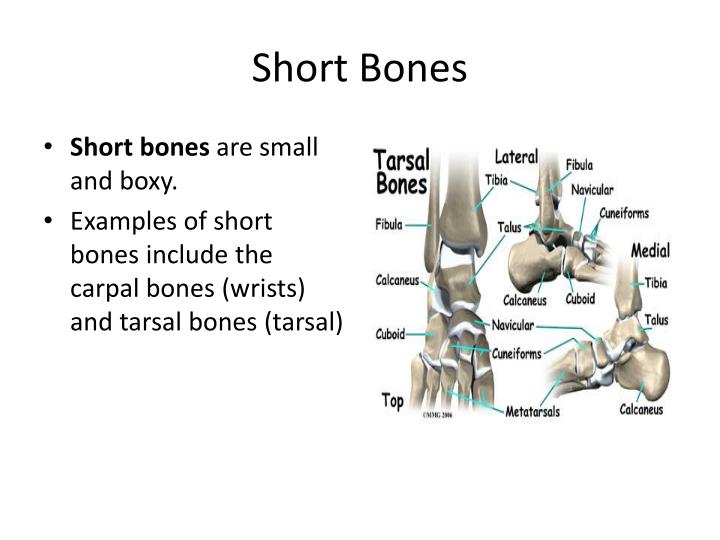PPT - Bone Structure and Skeletal System PowerPoint Presentation - ID ...