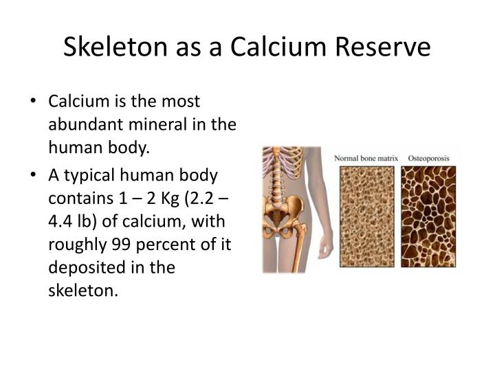PPT - Bone Structure and Skeletal System PowerPoint Presentation - ID ...