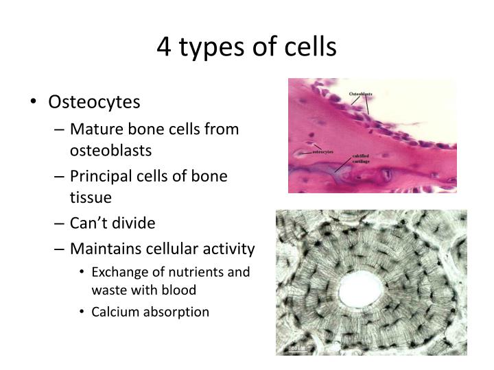 PPT - Types and Histology of Bones PowerPoint Presentation - ID:2079111