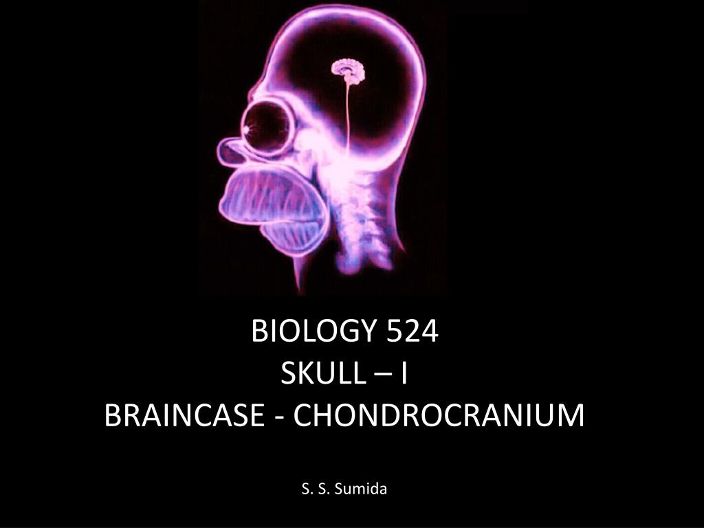 PPT - BIOLOGY 524 SKULL – I BRAINCASE - CHONDROCRANIUM S. S. Sumida ...