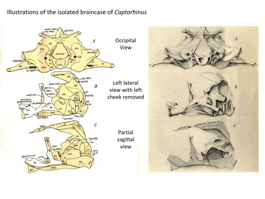 PPT - BIOLOGY 524 SKULL – I BRAINCASE - CHONDROCRANIUM S. S. Sumida ...