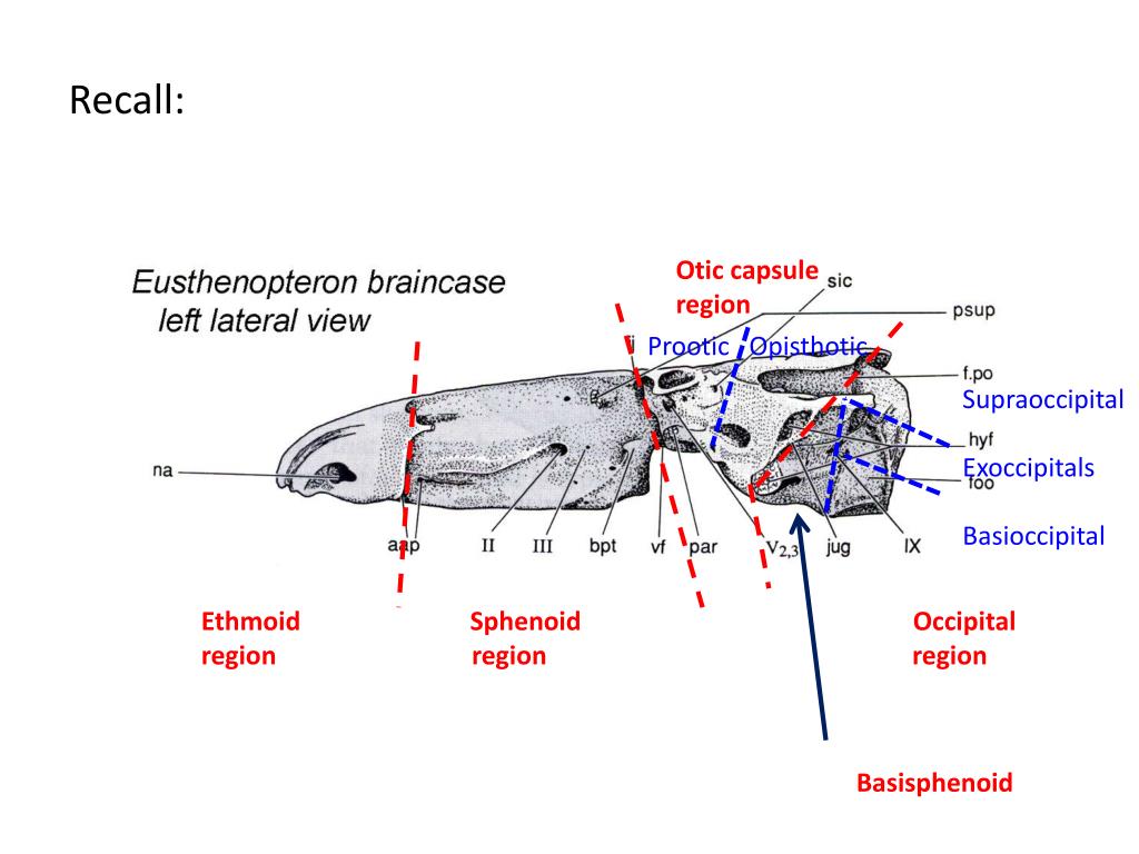 PPT - BIOLOGY 524 SKULL – I BRAINCASE - CHONDROCRANIUM S. S. Sumida ...