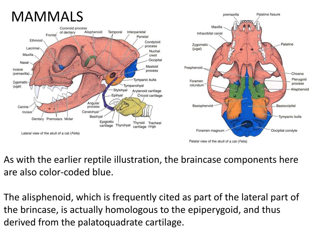 PPT - BIOLOGY 524 SKULL – I BRAINCASE - CHONDROCRANIUM S. S. Sumida ...
