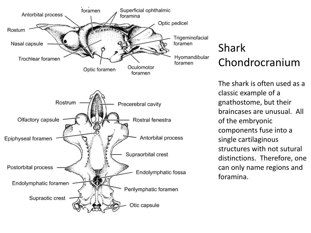 PPT - BIOLOGY 524 SKULL – I BRAINCASE - CHONDROCRANIUM S. S. Sumida ...