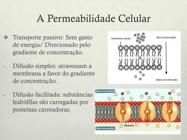 PPT - Biologia Celular PowerPoint Presentation - ID:2079476