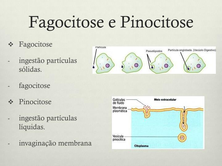 PPT - Biologia Celular PowerPoint Presentation - ID:2079476