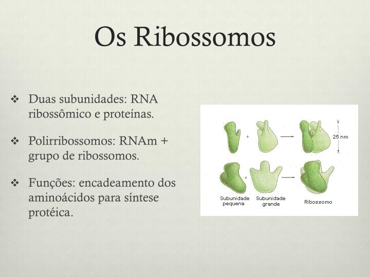 PPT - Biologia Celular PowerPoint Presentation - ID:2079476