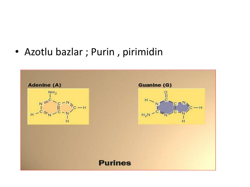 PPT - Nukleotidler - nukleik asidler Yapı-Fonksiyon Doç.DR . S.C ...