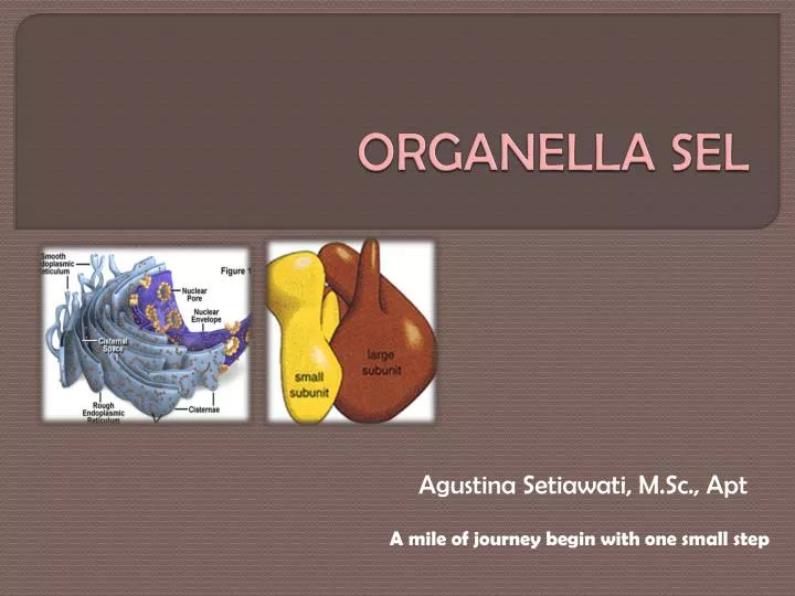 PPT - ORGANELLA SEL PowerPoint Presentation, free download - ID:2079866